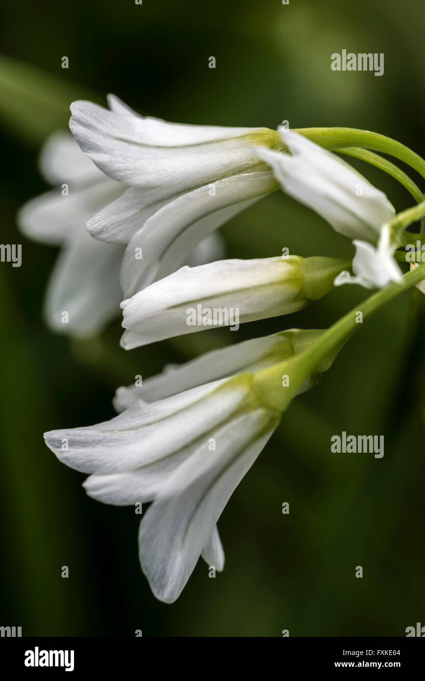 Close up of a three cornered leek flower Stock Photo - Alamy
