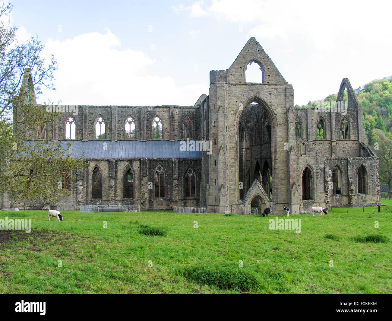 The ruins of Tintern Abbey, Wales Stock Photo - Alamy