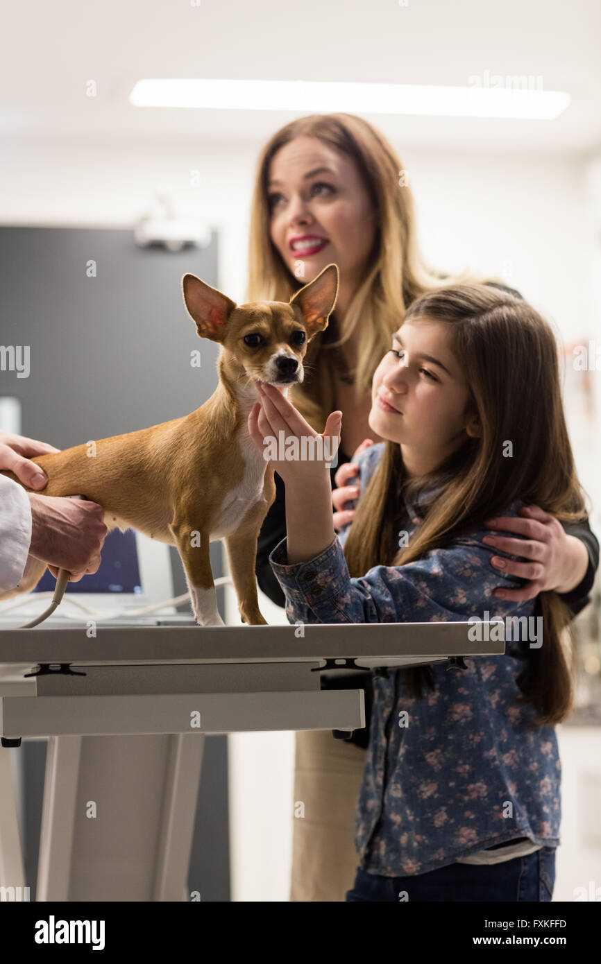 Vet examining a dog with its owner Stock Photo - Alamy