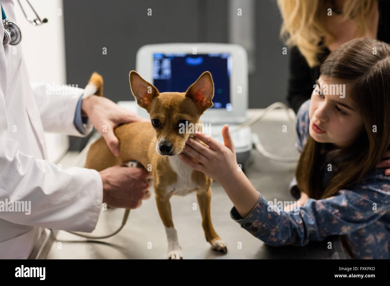 Vet examining a dog with its owner Stock Photo - Alamy