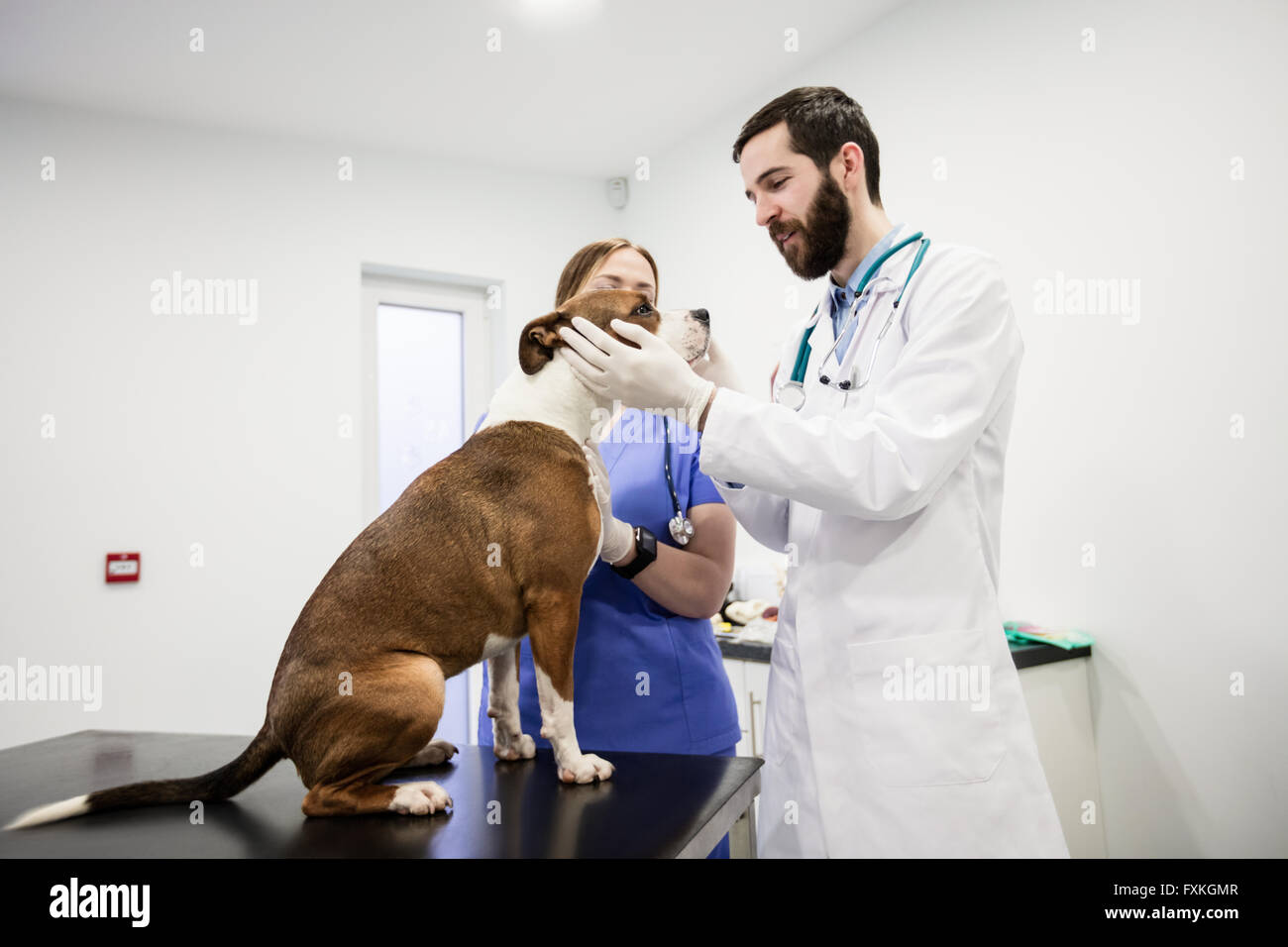 Male female vets dog hi-res stock photography and images - Alamy