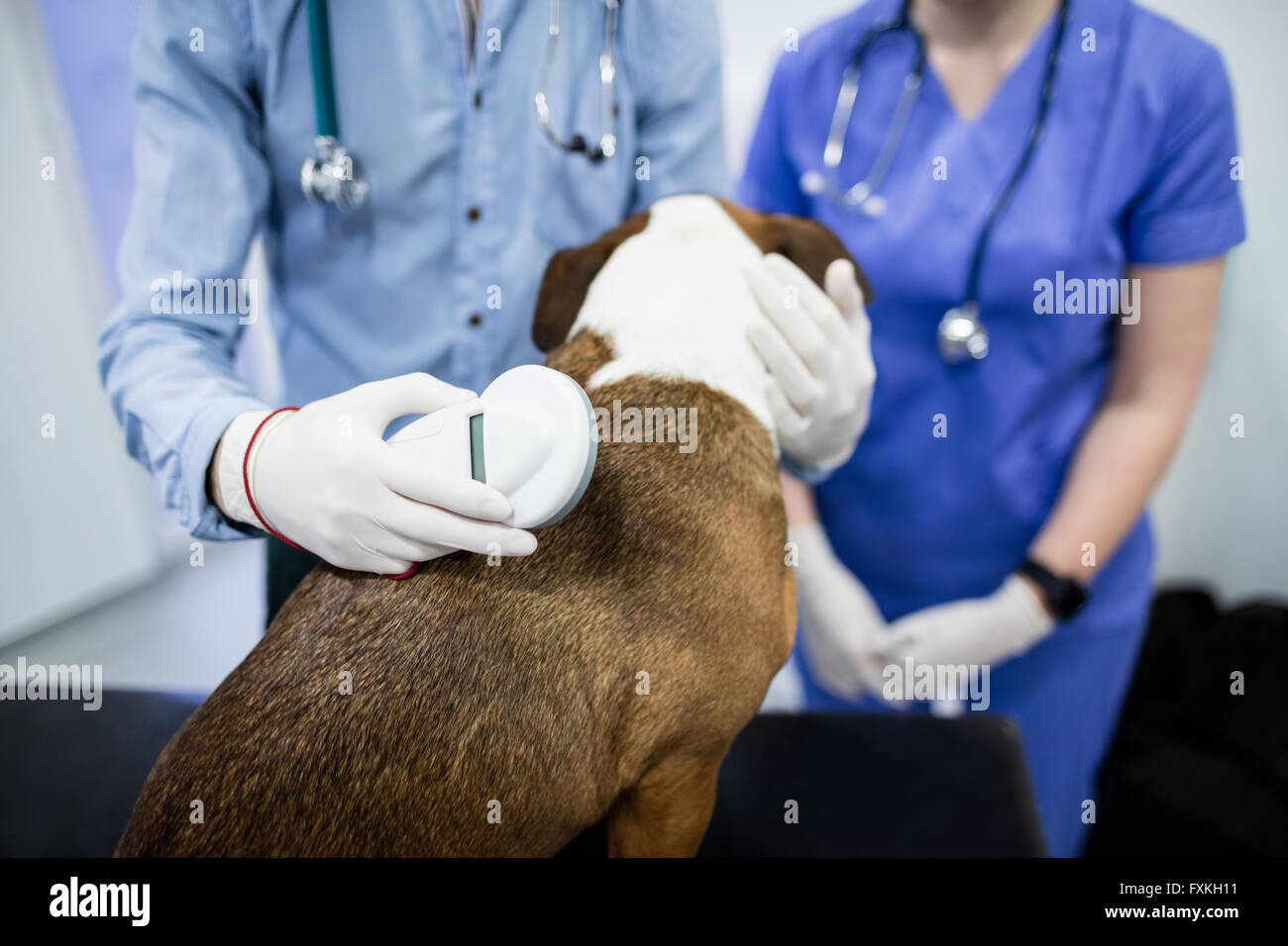 Vets examining dog Stock Photo - Alamy