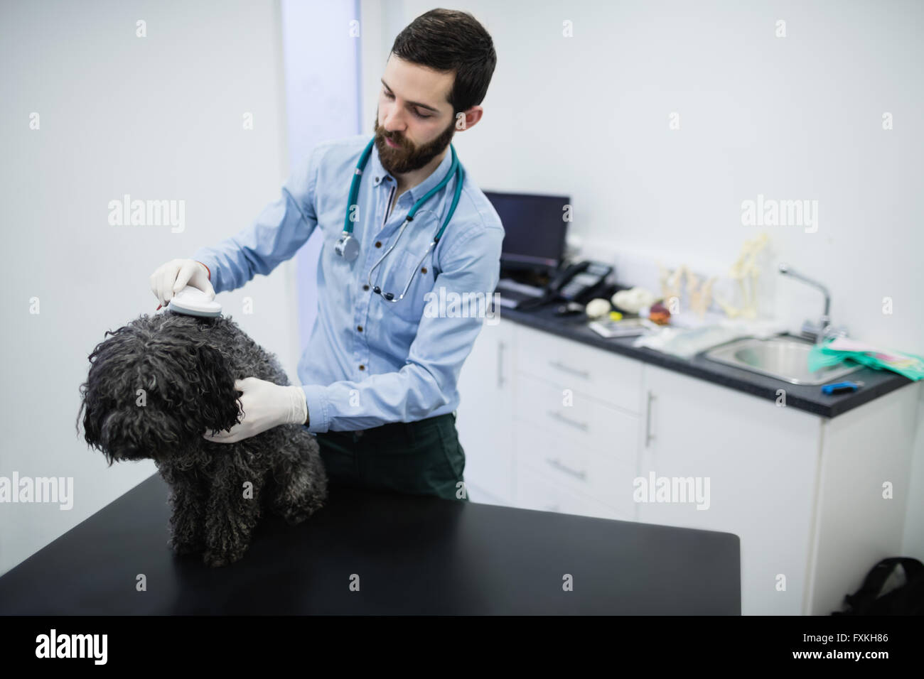 Vet examining dog Stock Photo - Alamy