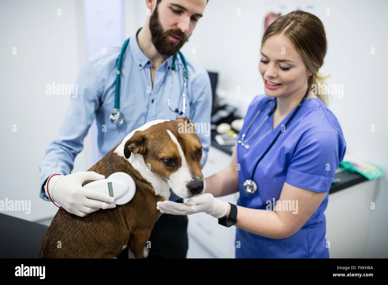Vets examining dog Stock Photo - Alamy