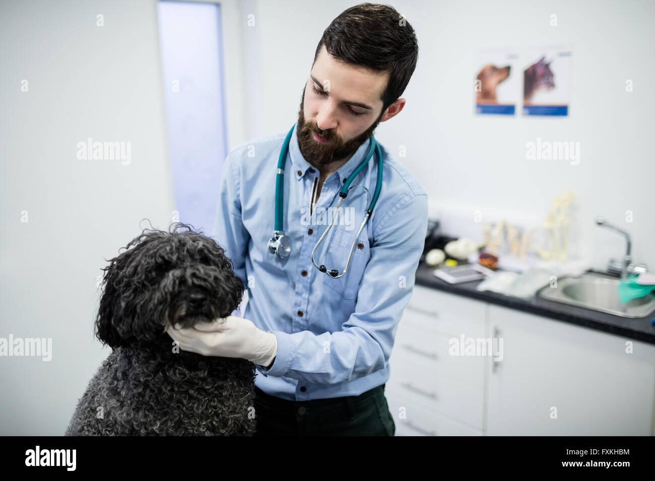 Vet examining dog Stock Photo - Alamy