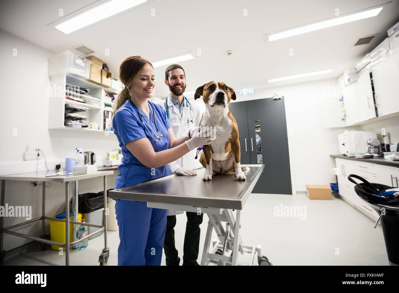 Male female vets dog hi-res stock photography and images - Alamy