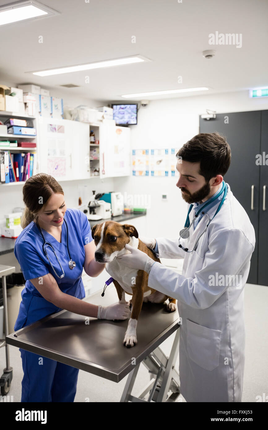 Vets examining dog Stock Photo - Alamy