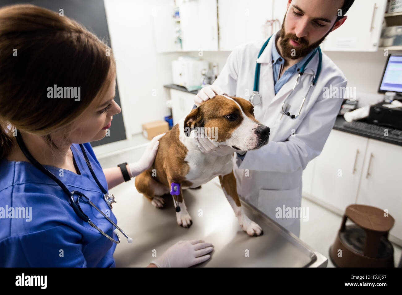 Vets examining dog Stock Photo - Alamy