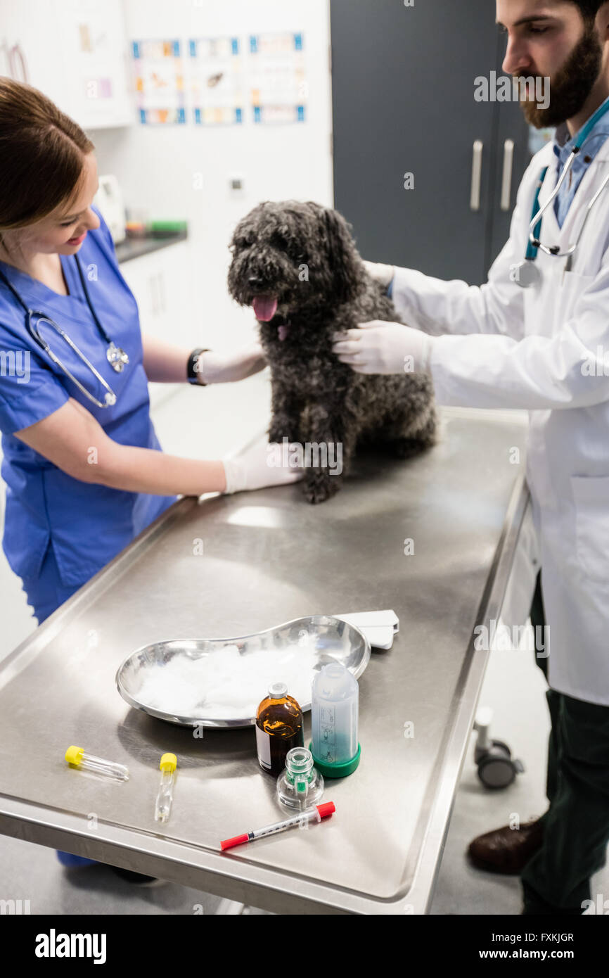 Vets examining dog Stock Photo - Alamy