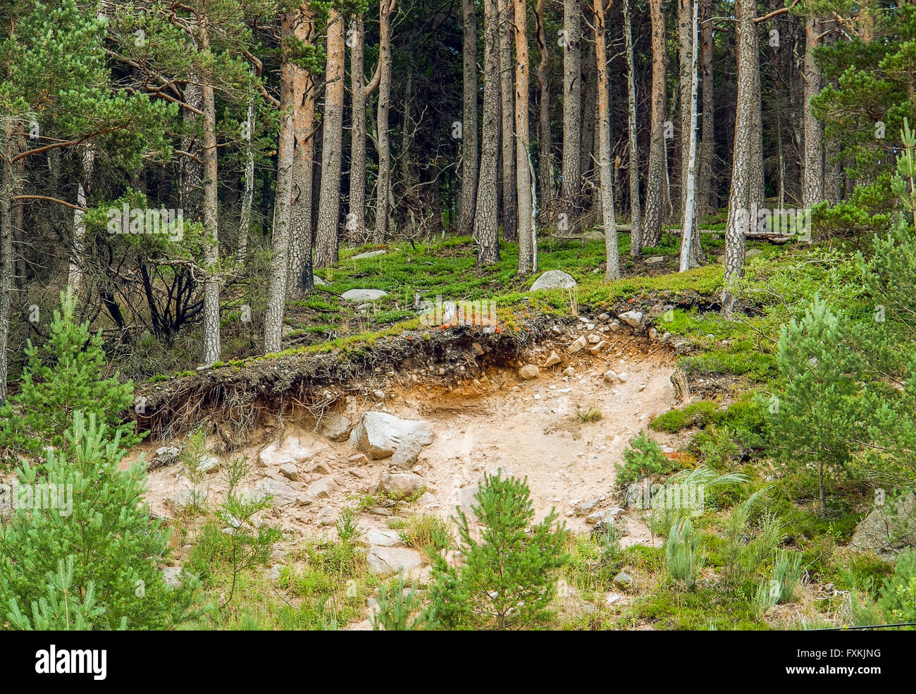 forest scenery with landslip around Lac Noir in the Vosges mountains ...
