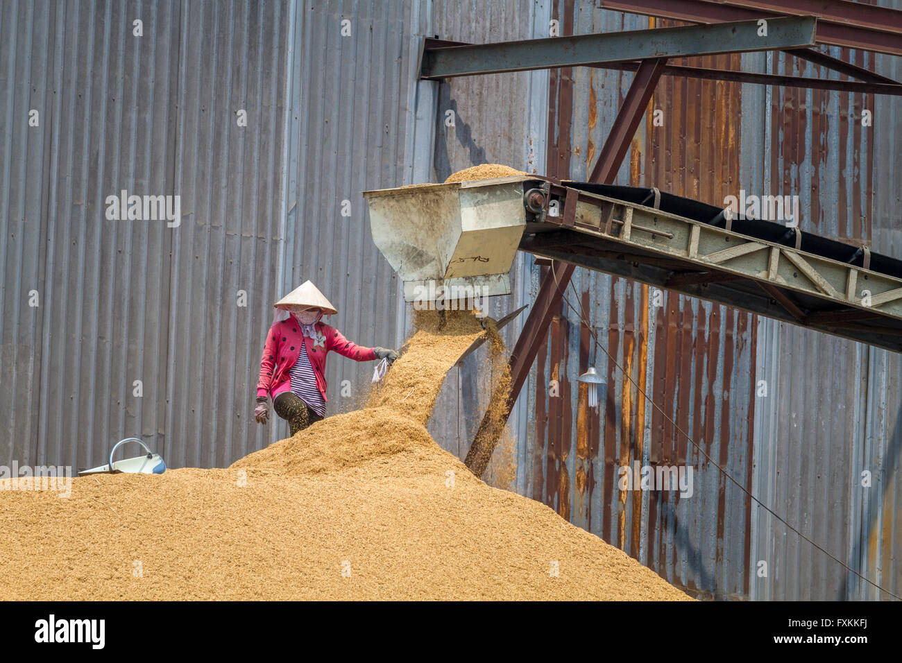 Rice loading hi-res stock photography and images - Alamy