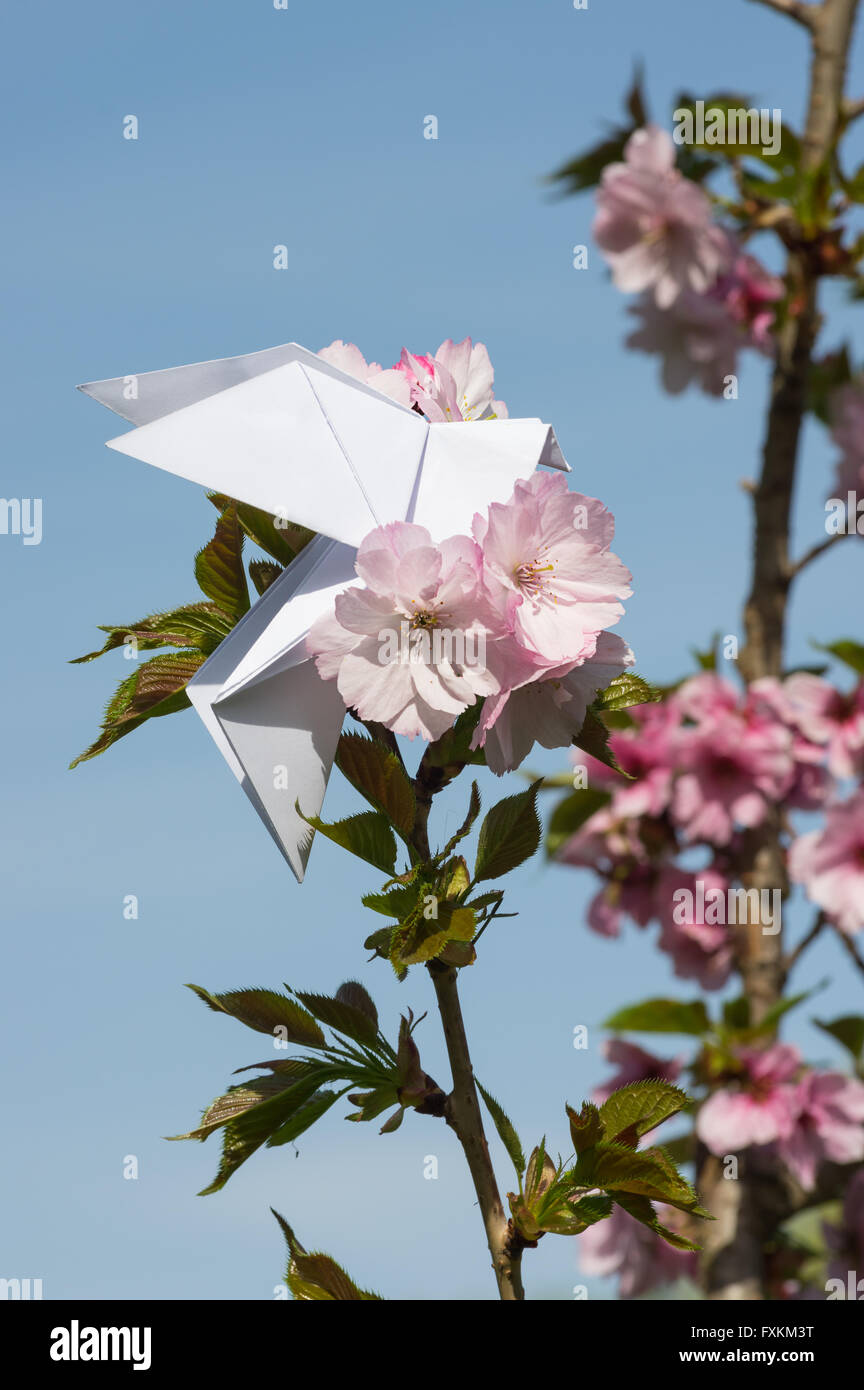 Origami dove on blooming spring japanese cherry tree sakura Stock Photo ...