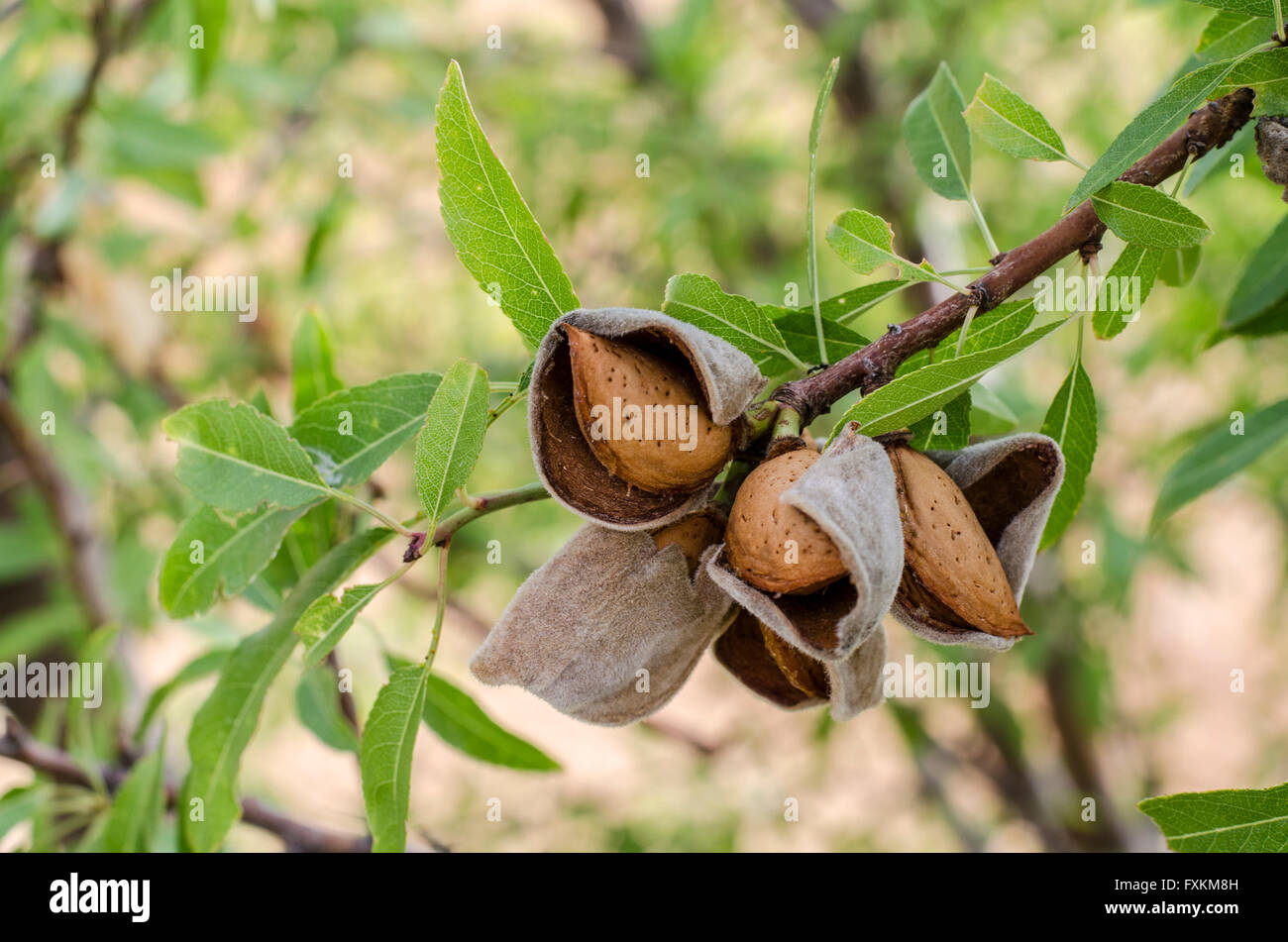 Almond on the tree hi-res stock photography and images - Alamy