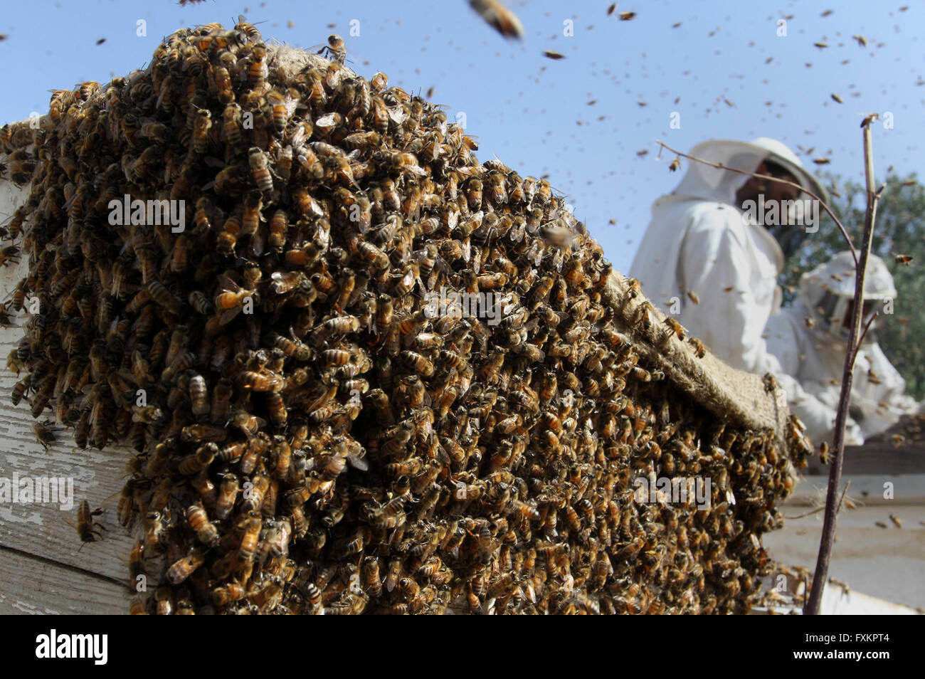 Gaza, Gaza Strip, Palestinian Territory. 16th Apr, 2016. Palestinian ...