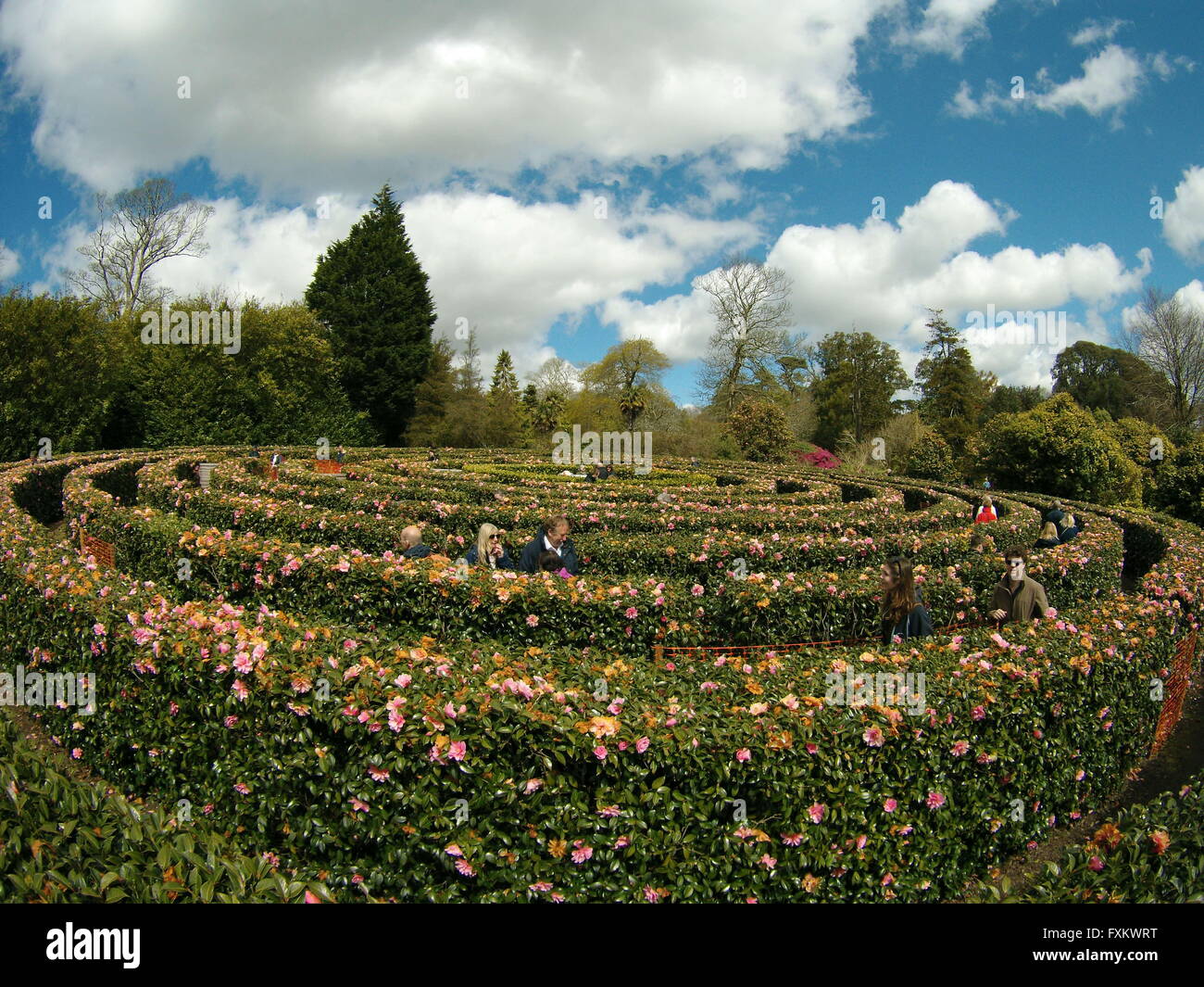 Maze cornwall hi-res stock photography and images - Alamy