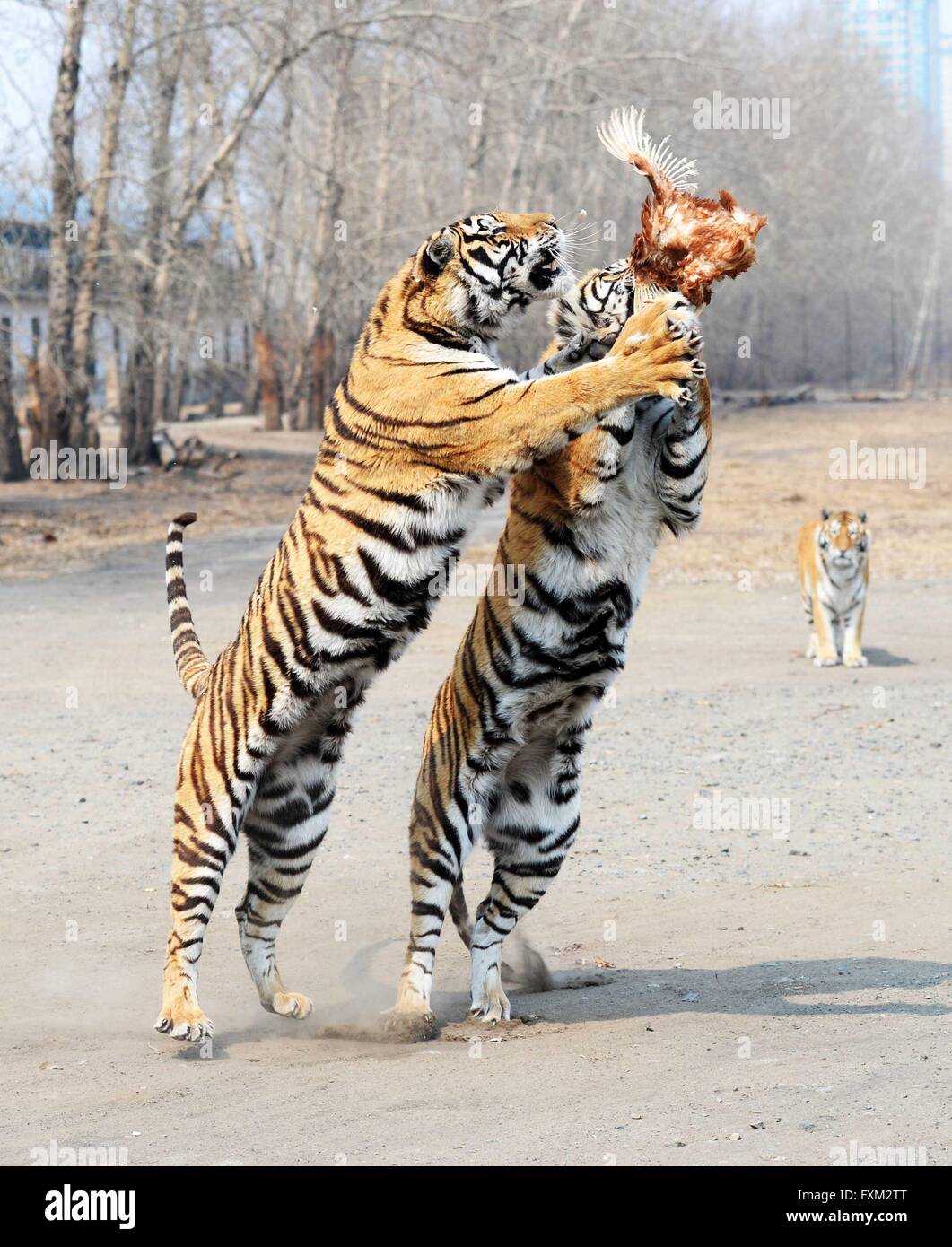 Beijing, China's Heilongjiang Province. 14th Apr, 2016. Siberian tigers ...