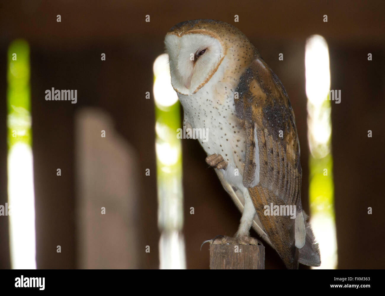 Roseburg, Oregon, USA. 16th Apr, 2016. A wild barn owl appears to sleep ...