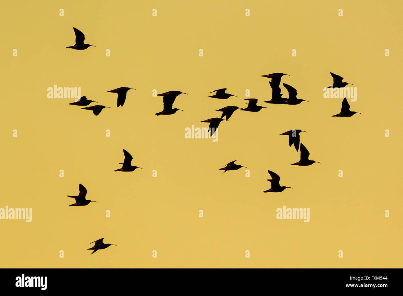 Marazion, Cornwall, UK. 17th April 2016. UK Weather. Curlew leaving ...