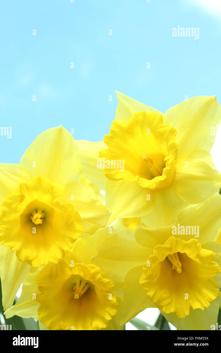 Daffodils in bloom on a sunny spring day in Britain - village setting ...