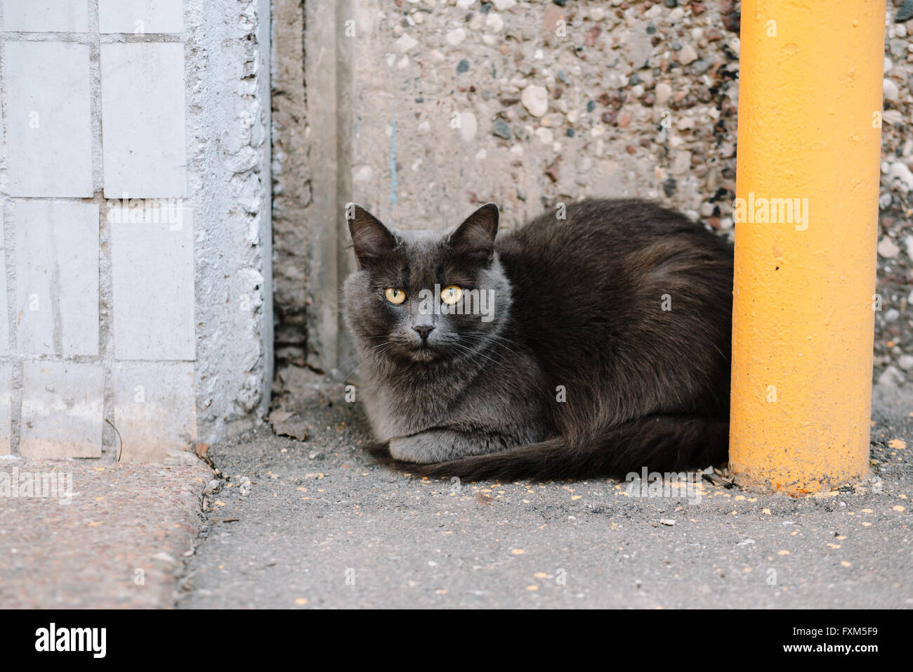 Calm tabby white cat hi-res stock photography and images - Alamy
