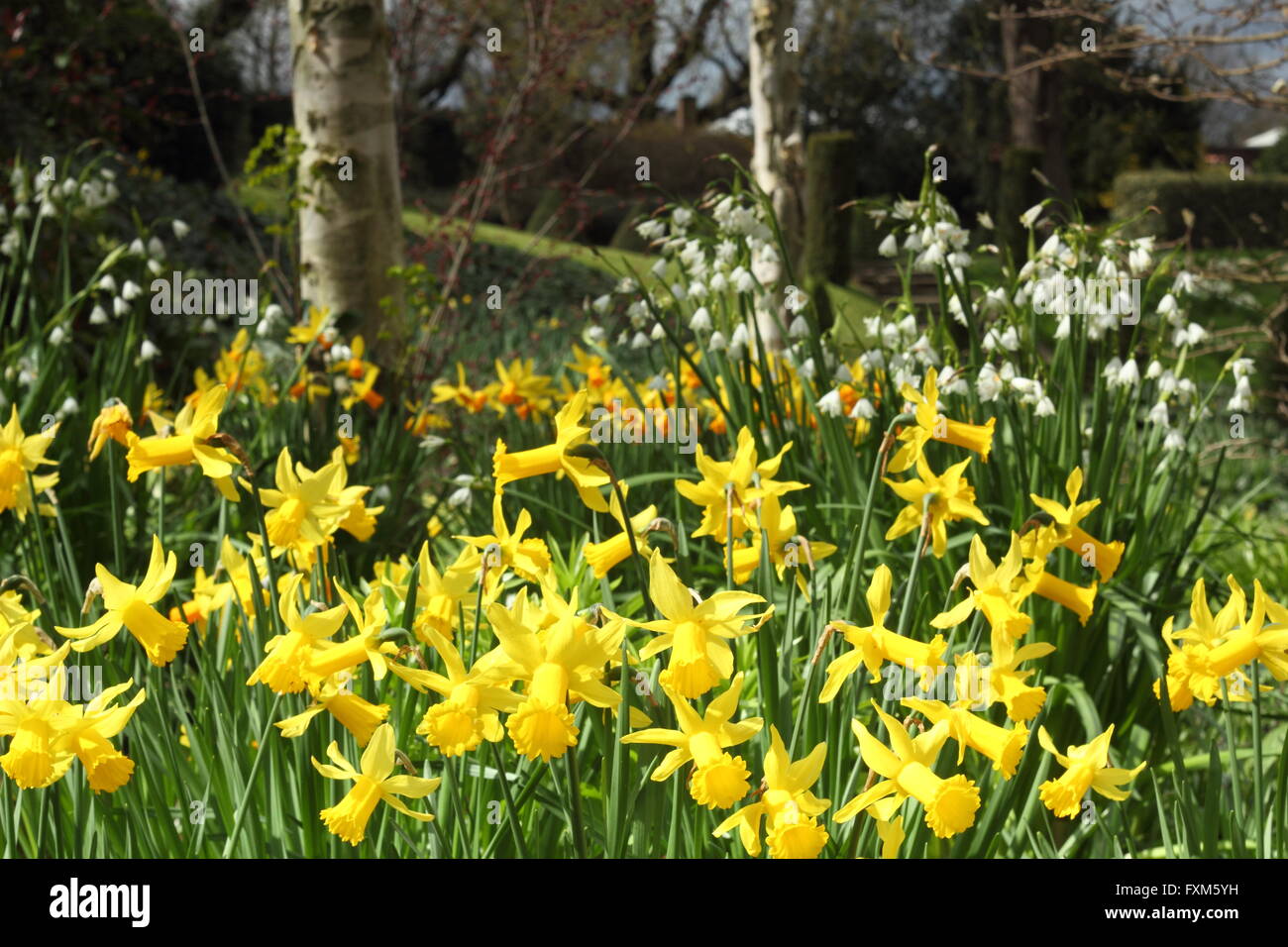 Narcissus underplanting tree hi-res stock photography and images - Alamy
