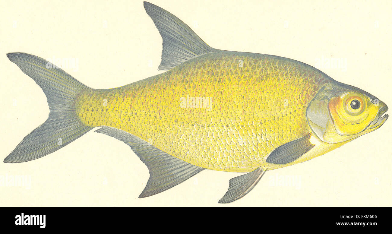 FISH: Lake Bream: COUCH FISH, antique print 1868 Stock Photo - Alamy