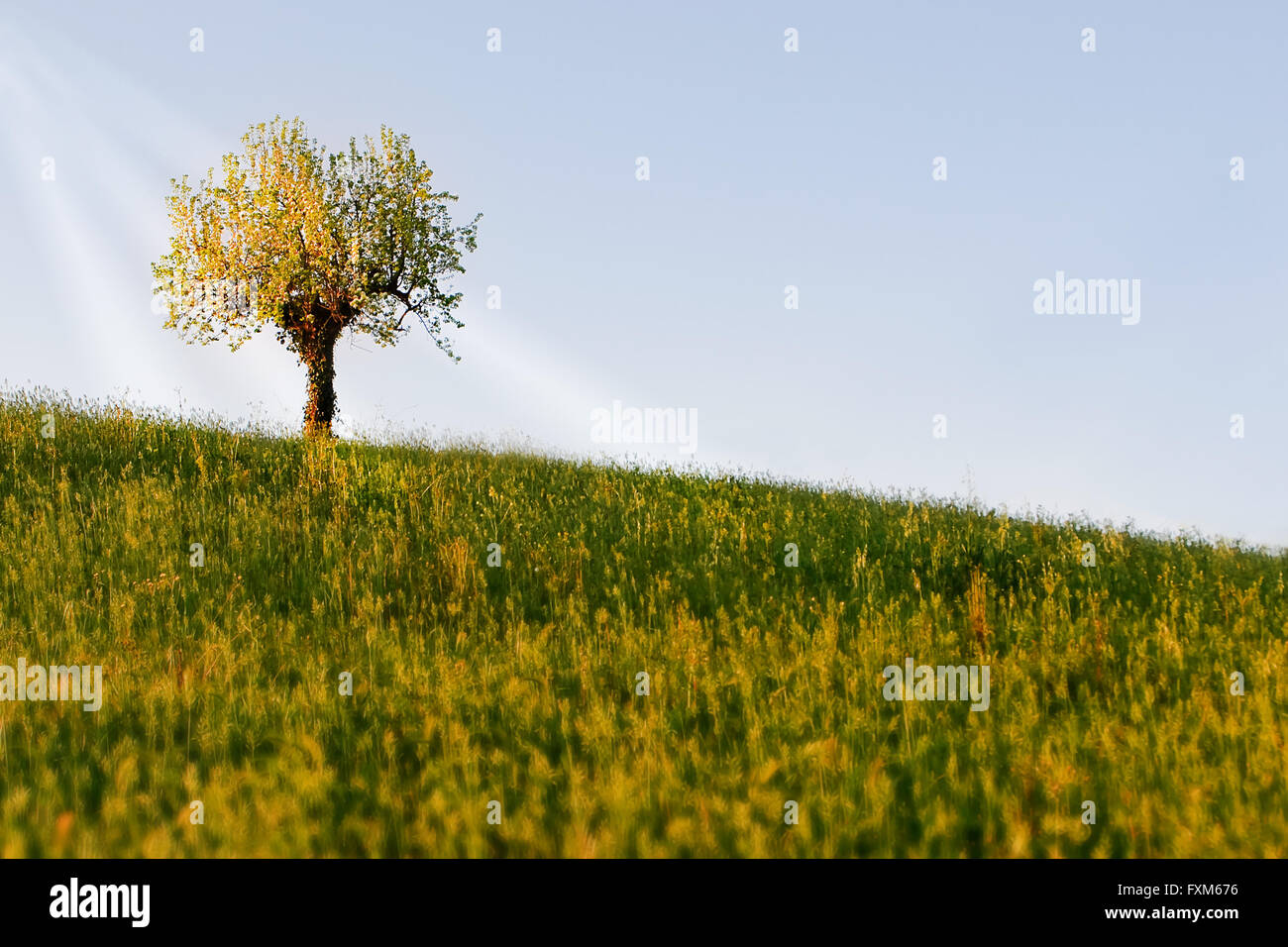 Pear tree in grass hi-res stock photography and images - Alamy