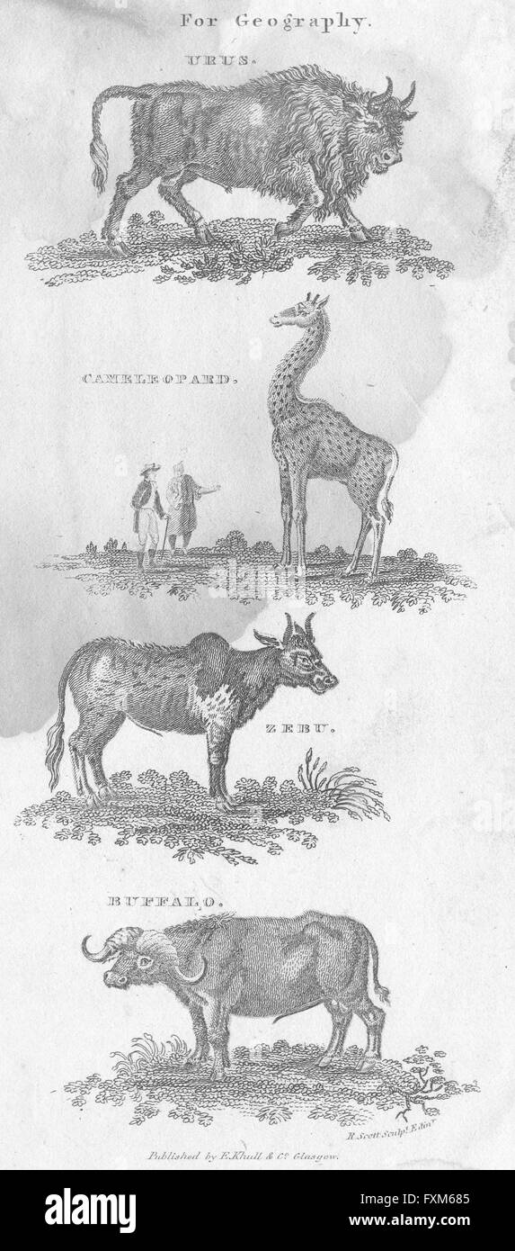 Cameleopard hi-res stock photography and images - Alamy