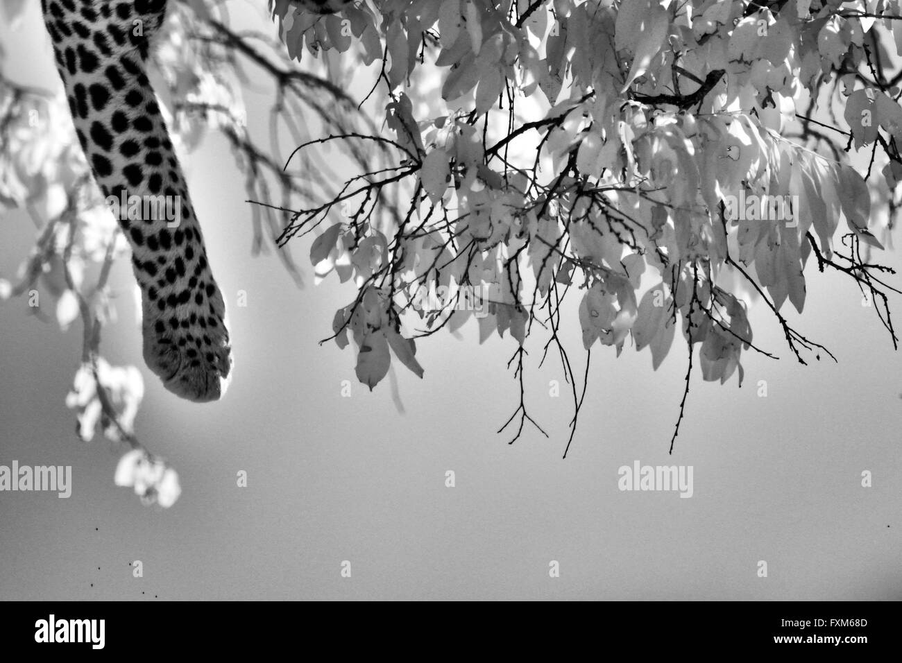 Infra red, black and white image of an African Leopard's leg dangling ...