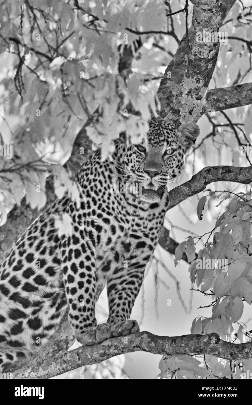 Infrared scanning hi-res stock photography and images - Alamy