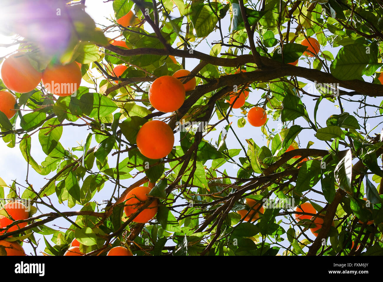 Orange tree and ripe fruits with sun Stock Photo - Alamy