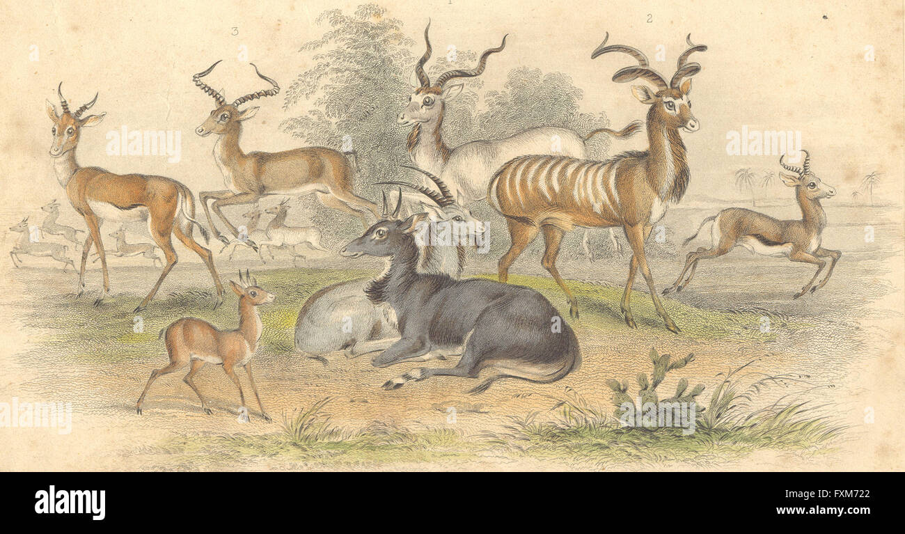 Koodoo Antelopes High Resolution Stock Photography and Images - Alamy