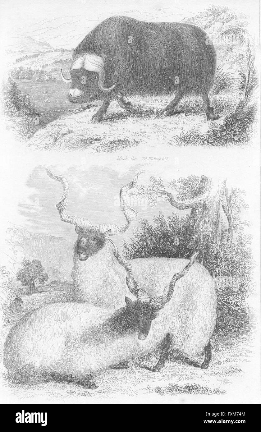 COWS: Musk ox; Wallachian Sheep, antique print 1849 Stock Photo - Alamy
