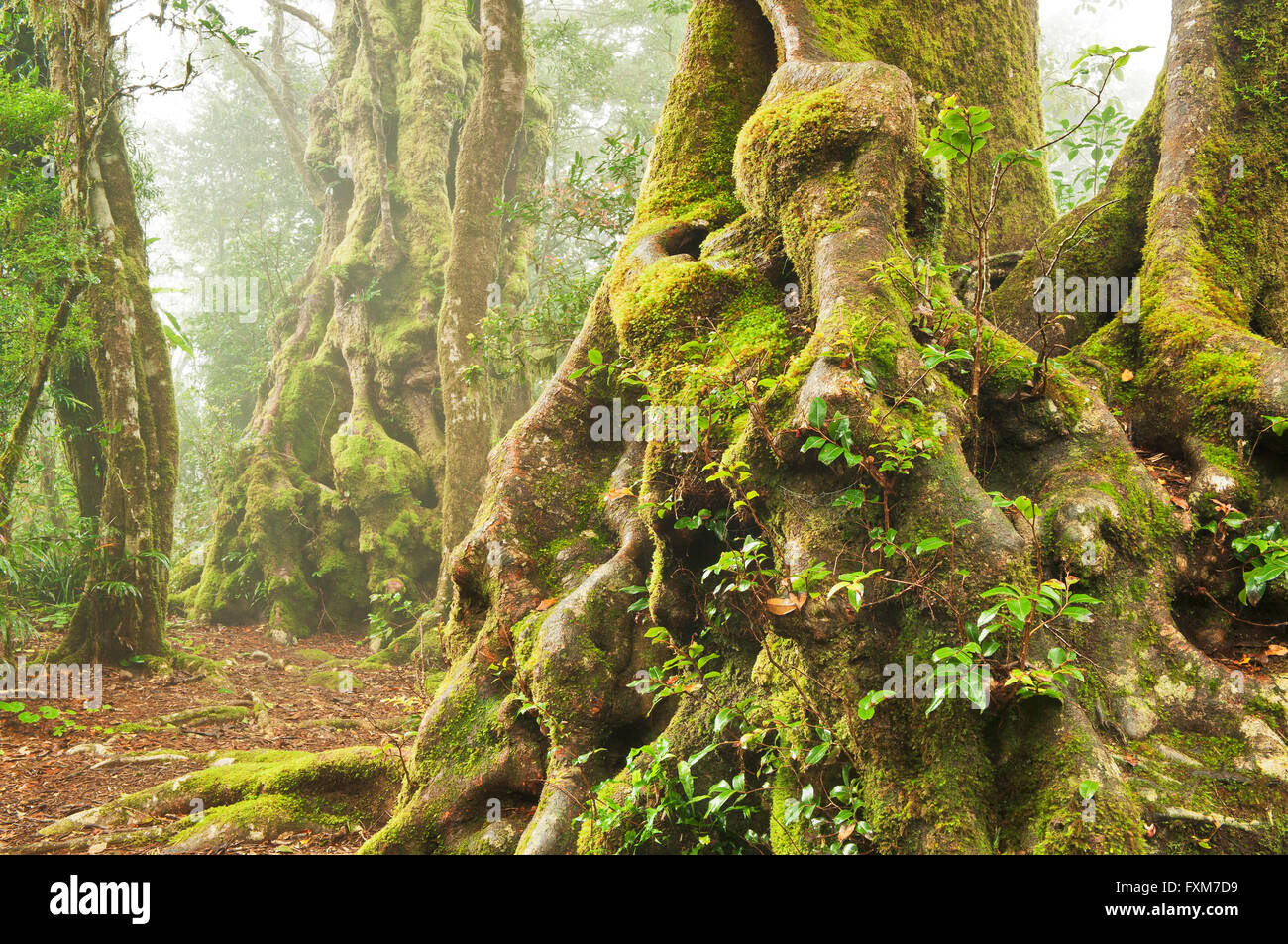 Ancient Antarctic Beech trees in subtropical rainforest Stock Photo - Alamy