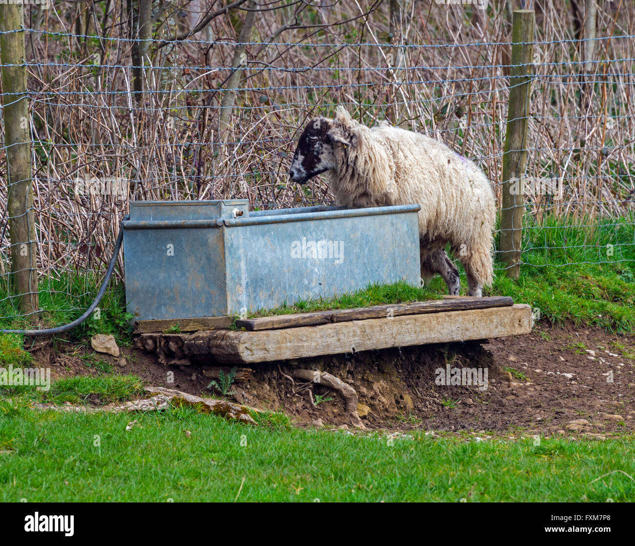 Sheep Drinking Water High Resolution Stock Photography and Images - Alamy