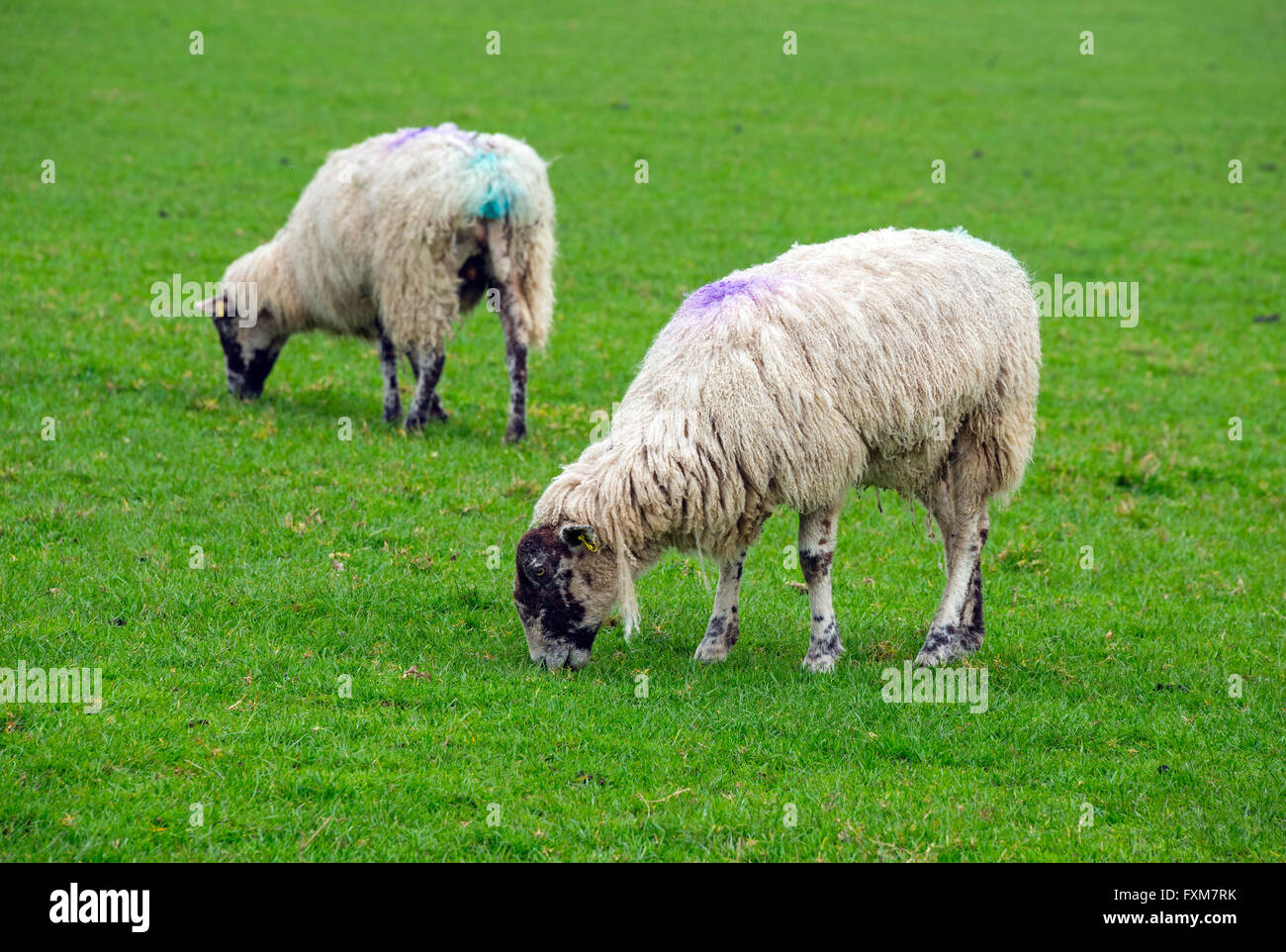 Two grazing sheep hi-res stock photography and images - Alamy