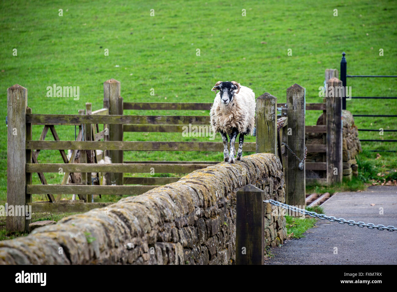 Escaped Sheep walking on field wall Stock Photo - Alamy