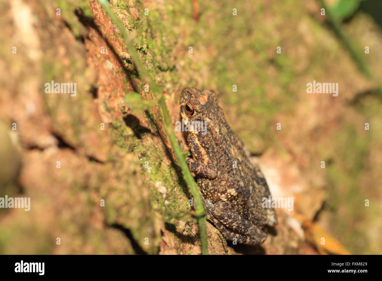 Kelaart's Dwarf Toad (Adenomus kelaartii) in Sri Lanka Stock Photo - Alamy