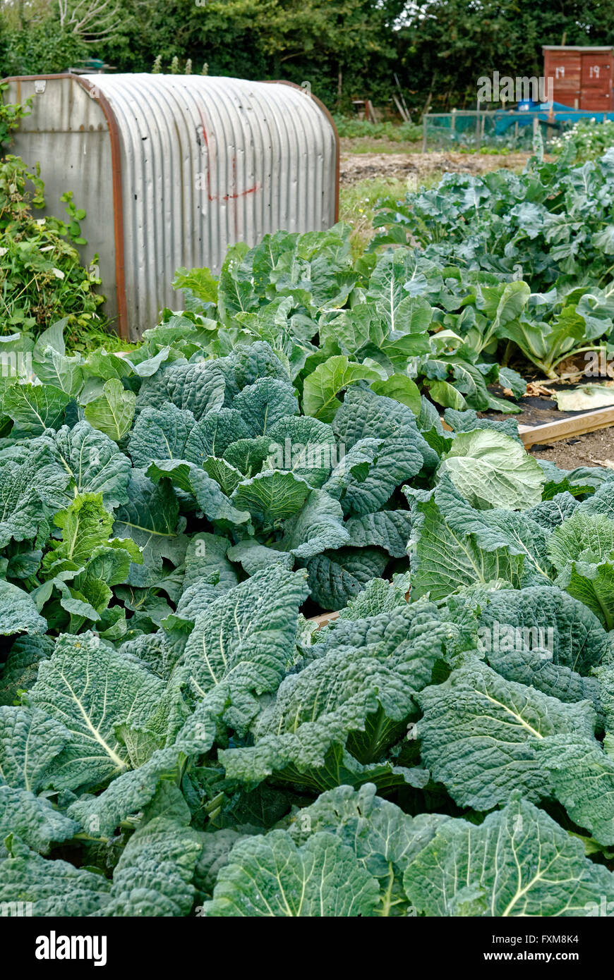 Allotment Garden where land is made available for personal cultivation ...