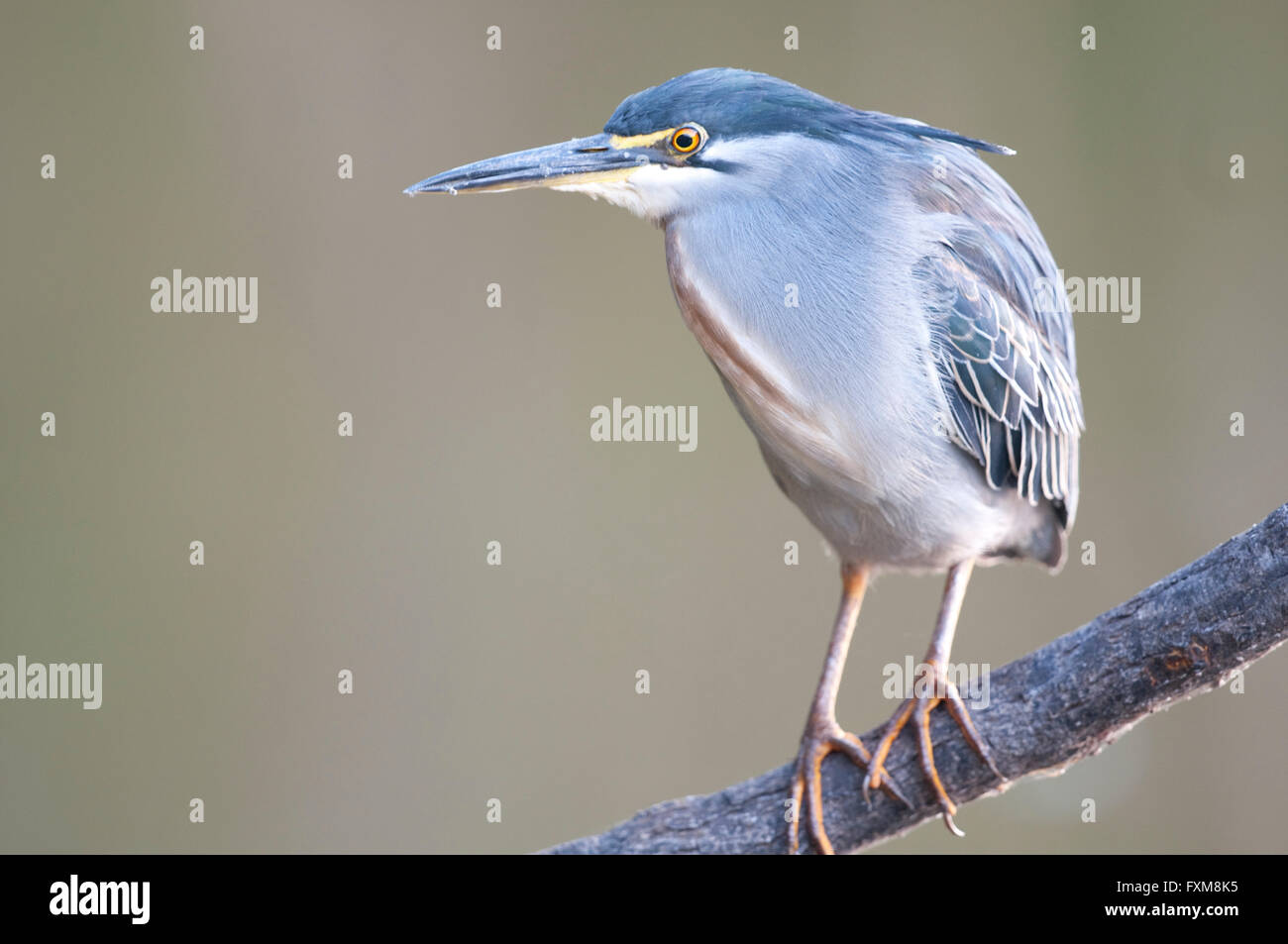 Ardea striata hi-res stock photography and images - Alamy
