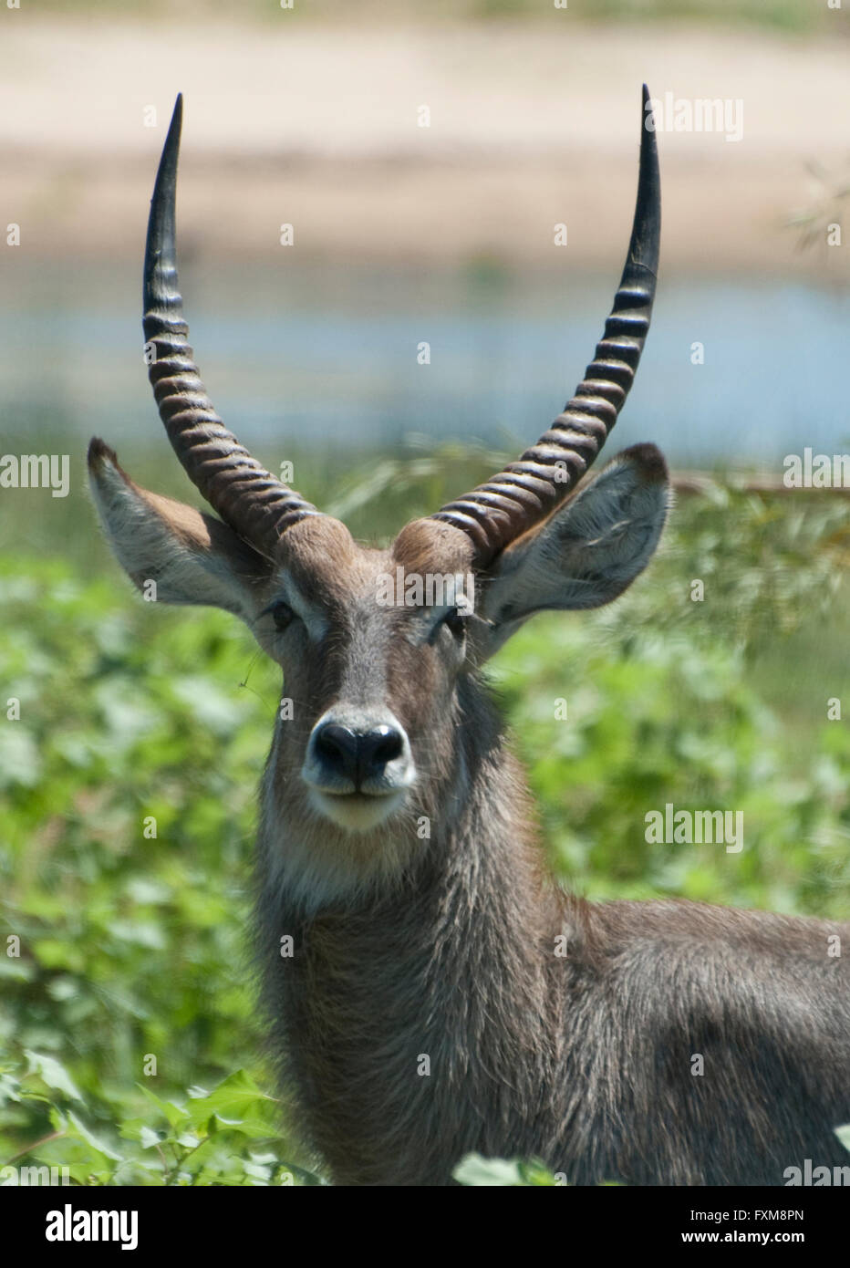 Waterbuck head hi-res stock photography and images - Alamy
