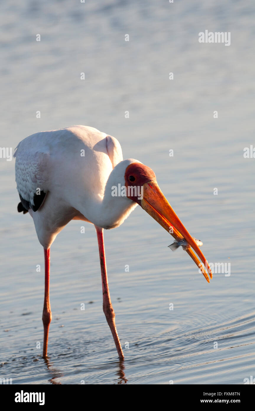 Yellow-billed Stork (Mycteria ibis) catching fish in Kruger National ...