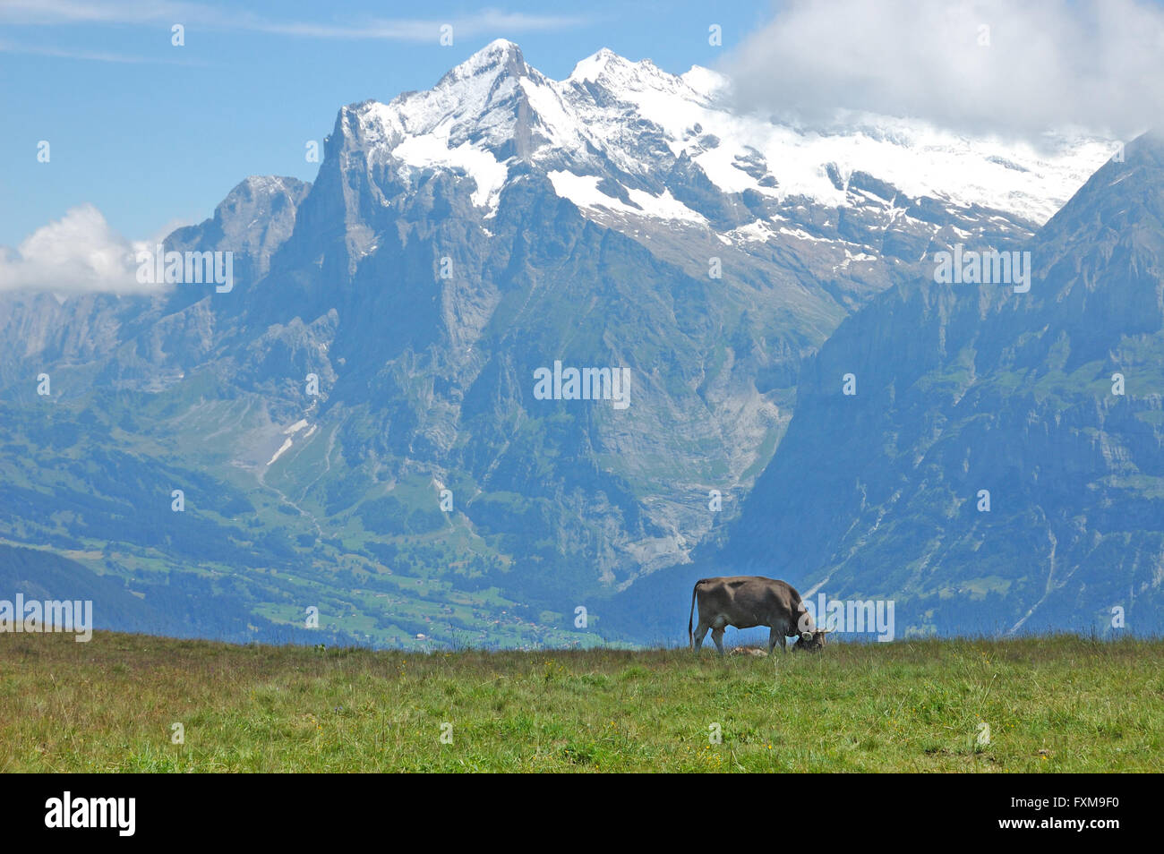 Cow grazing in an idyllic alpine pasture in the Swiss Alps Stock Photo ...