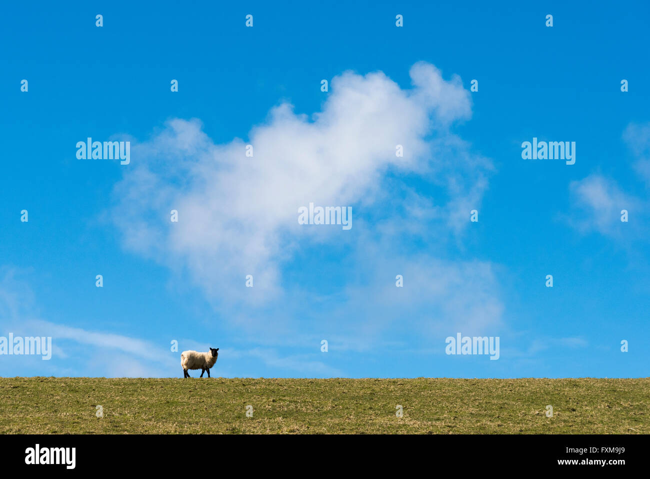 A lone sheep in a field wit e blue sky background Stock Photo - Alamy
