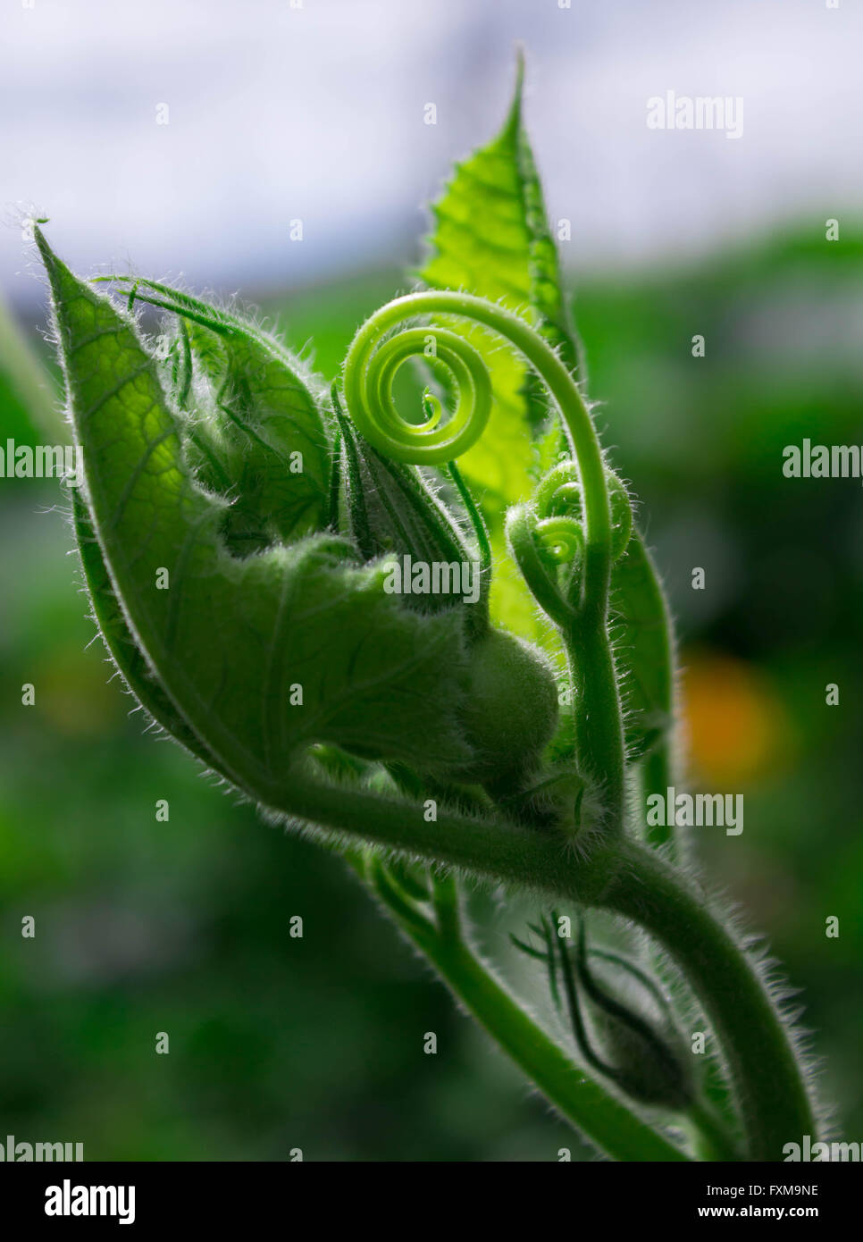 Pumpkin flower bud hi-res stock photography and images - Alamy