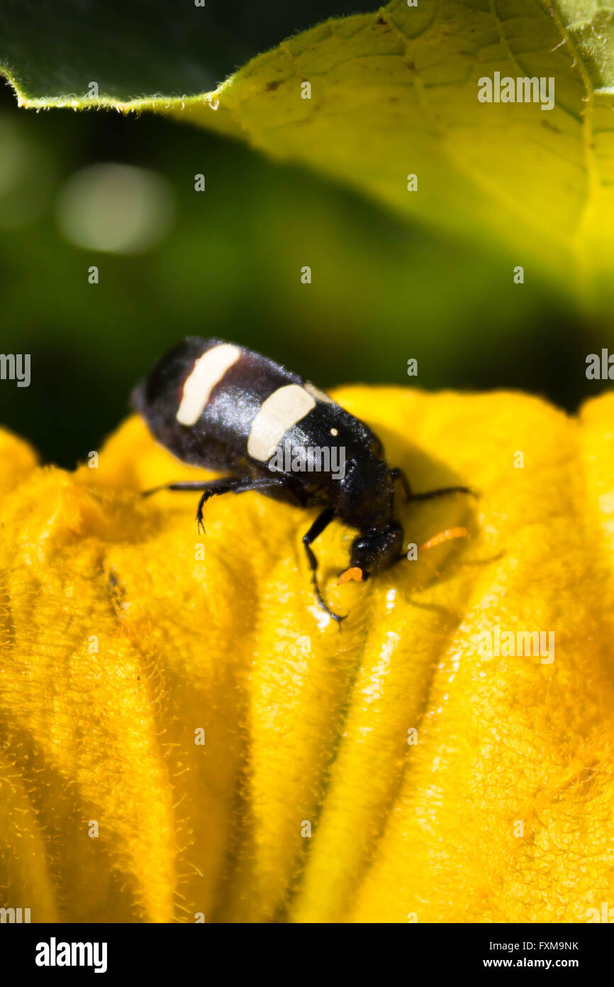 Cmr beetle hi-res stock photography and images - Alamy