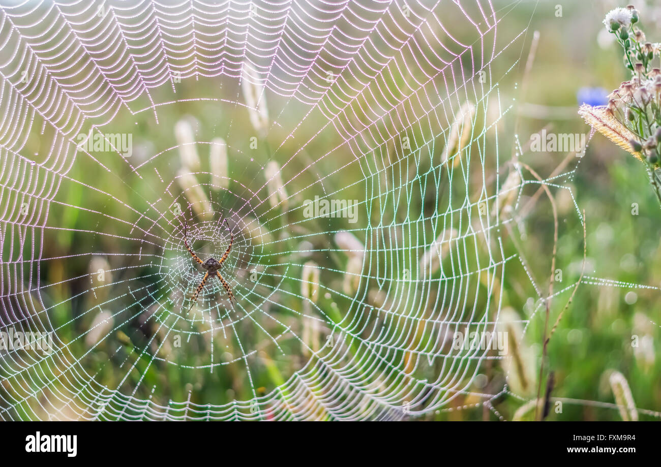 Orb weaver spider web hi-res stock photography and images - Alamy