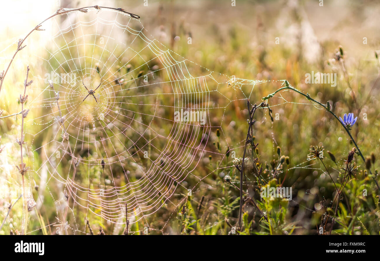 Wet spider web hi-res stock photography and images - Alamy