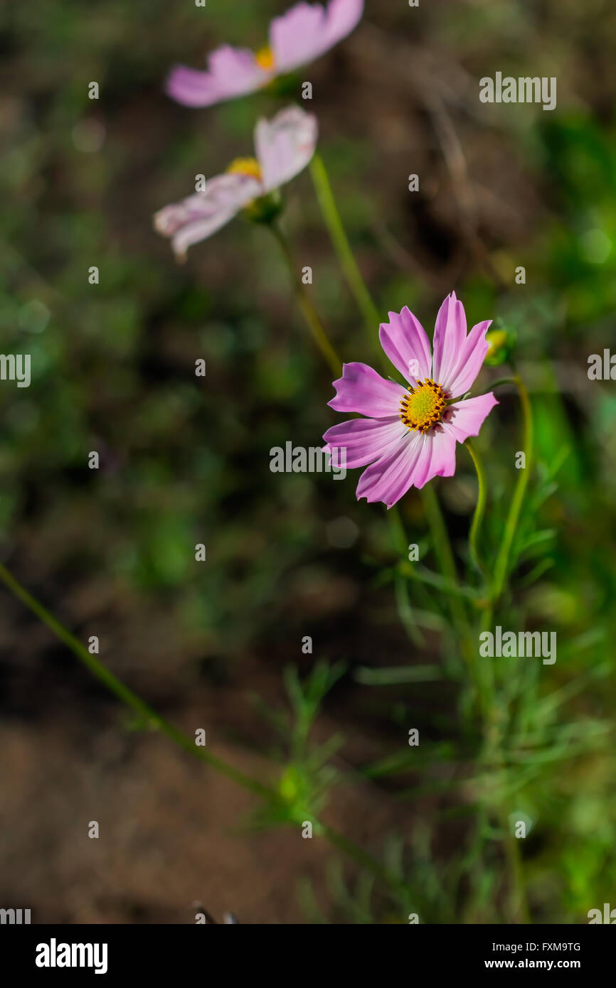 Cosmos daisy hi-res stock photography and images - Alamy