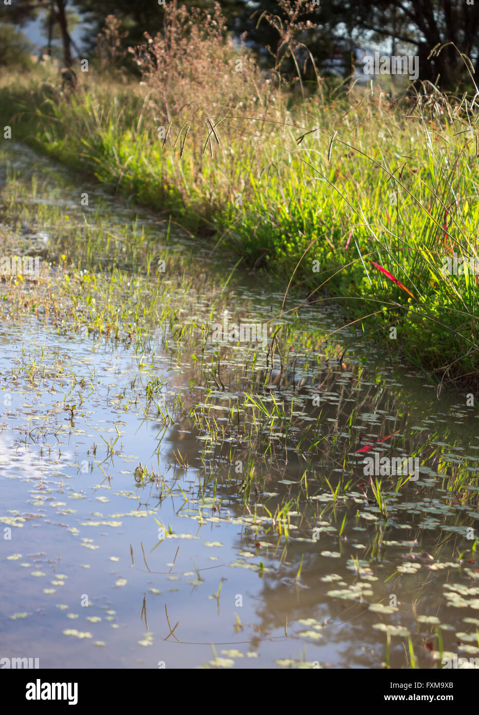 Shot of aquatic plants in shallow stream in South Africa Stock Photo ...